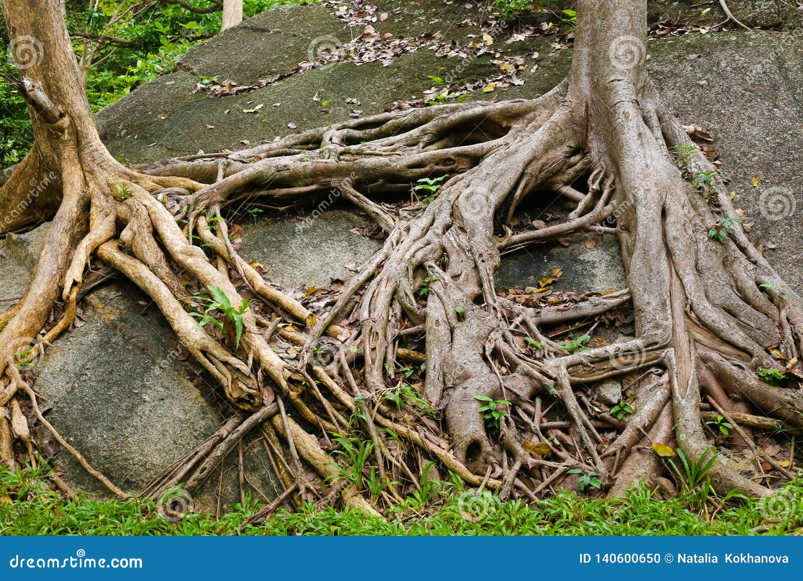 Tree roots twist a stone stock photo. Image of deep - 140600650