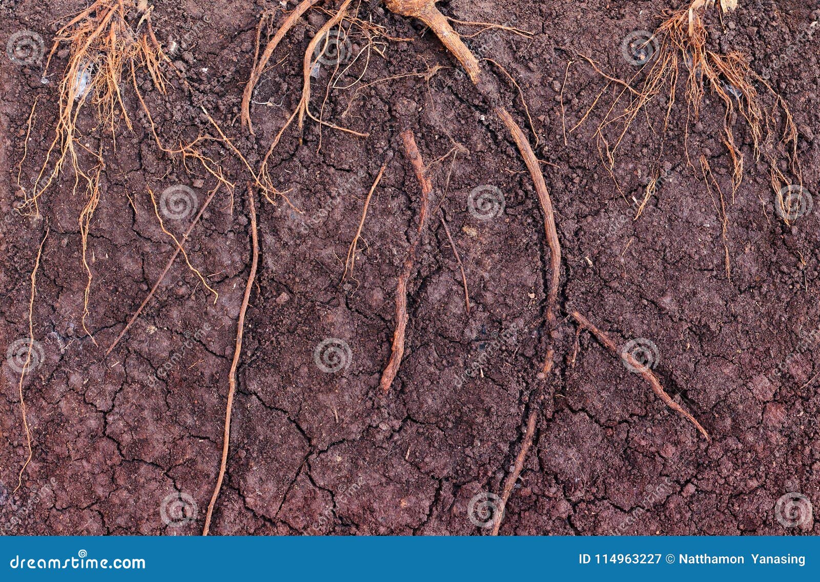 Tree Roots Under the Ground with Cracked Stock Image - Image of growth ...