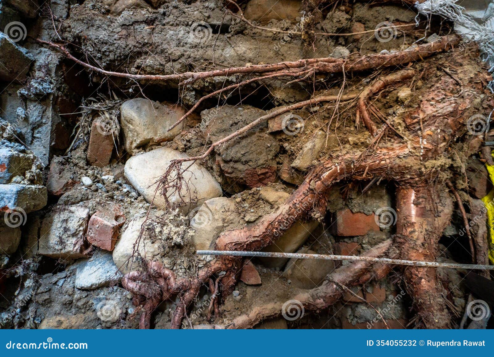 Tree Roots Under Soil: Visual of Nature and Environmental Impact Stock ...