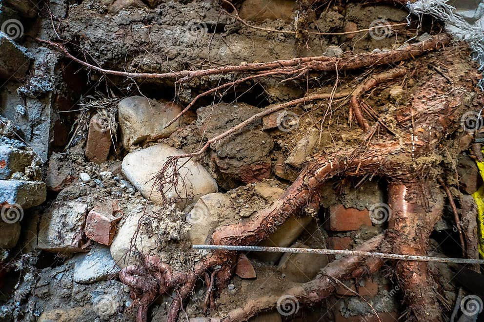 Tree Roots Under Soil: Visual of Nature and Environmental Impact Stock ...