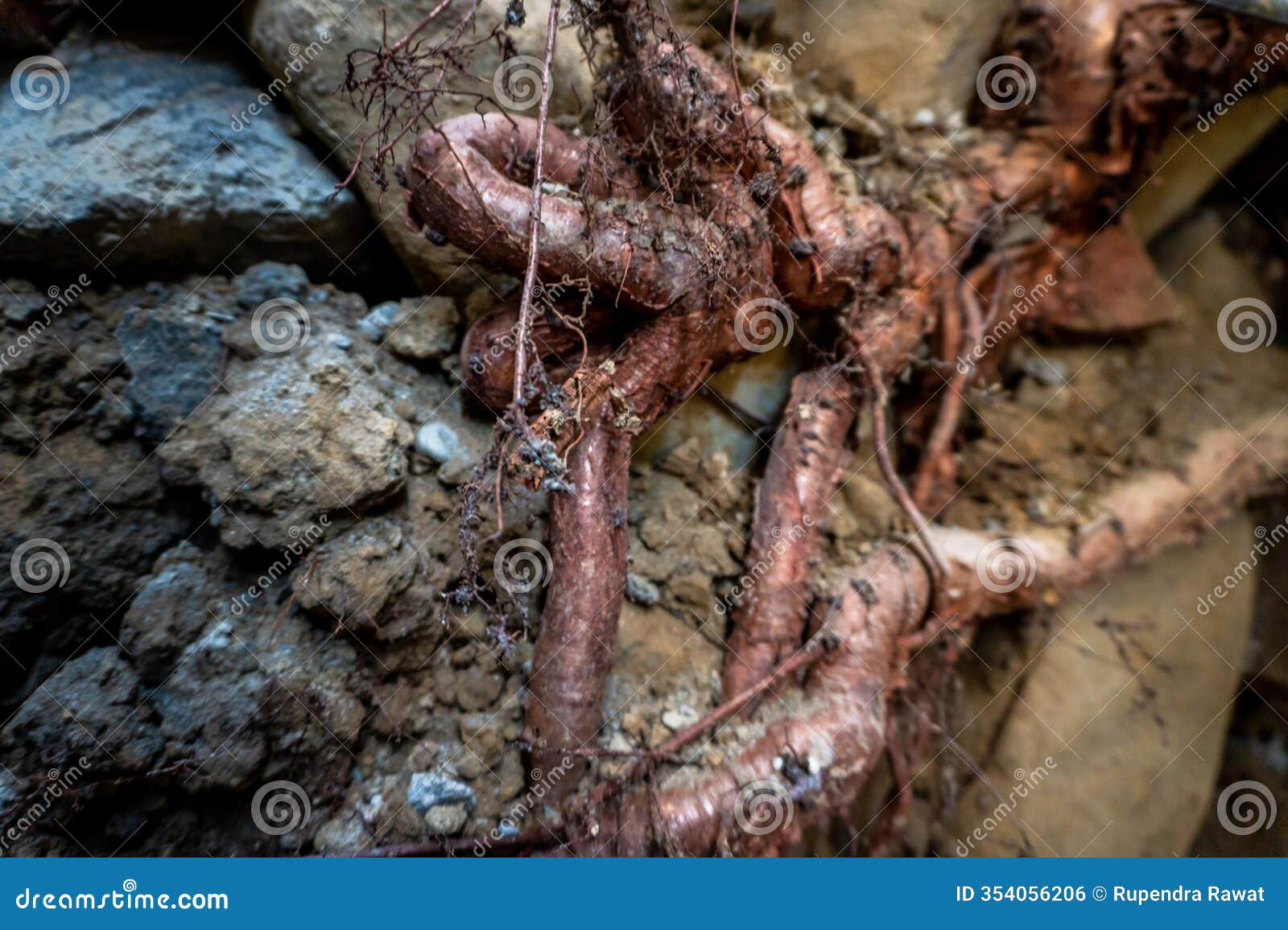 Tree Roots Under Soil: Visual of Nature and Environmental Impact Stock ...