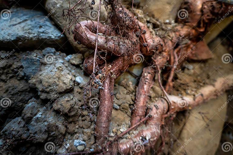 Tree Roots Under Soil: Visual of Nature and Environmental Impact Stock ...