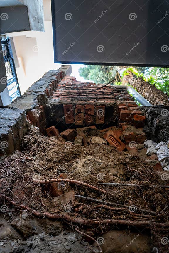 Tree Roots Under Soil: Visual of Nature and Environmental Impact Stock ...