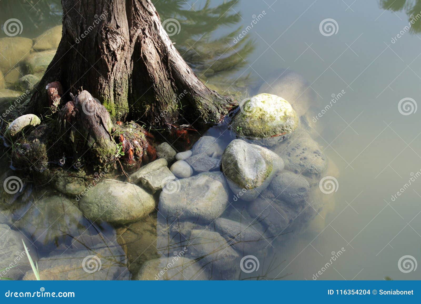 Tree Roots Underwater in Pond Stock Photo - Image of biology, light ...