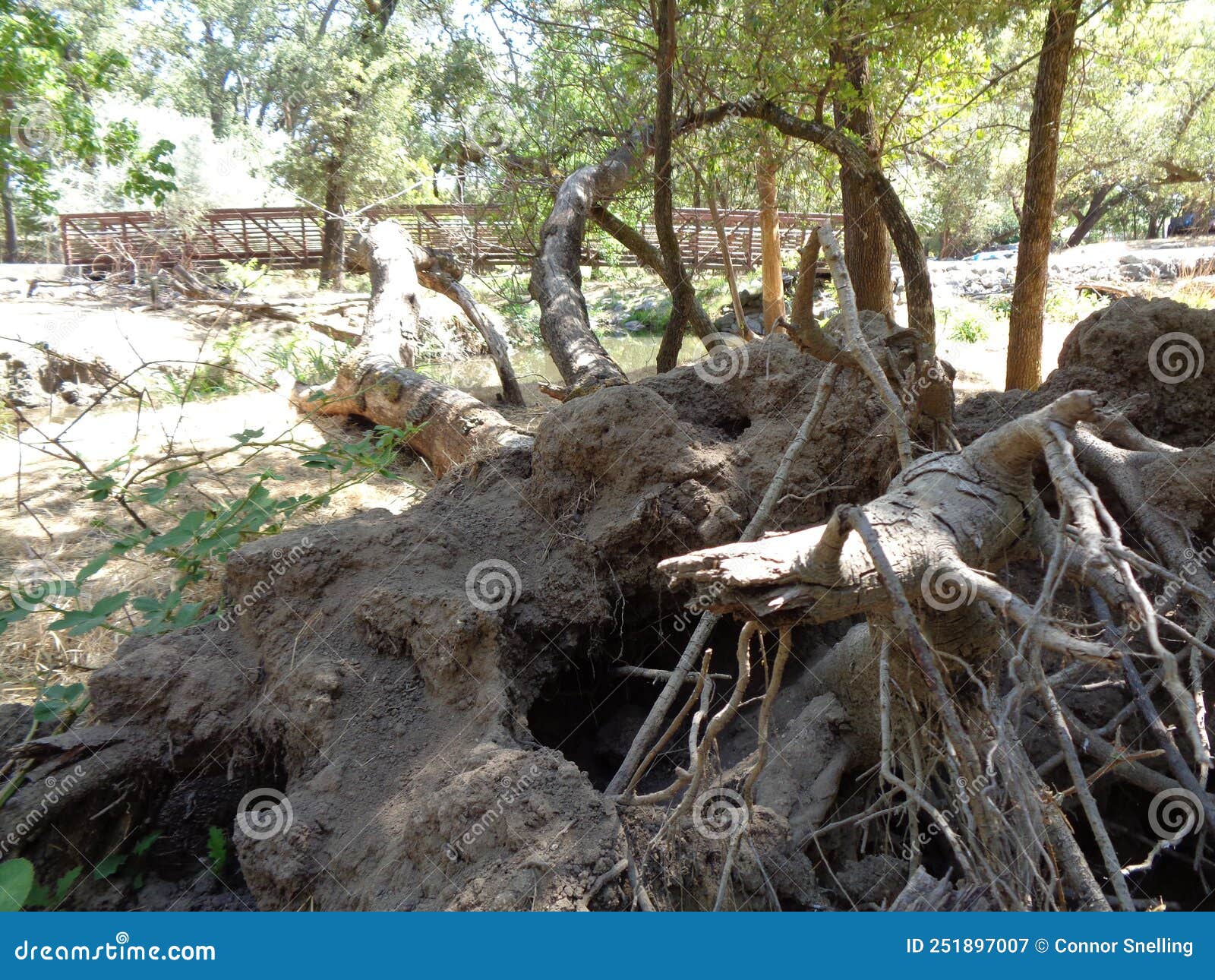 Roots Unearthed From A Felled Tree At The Edge Of A Road. Stock Image ...