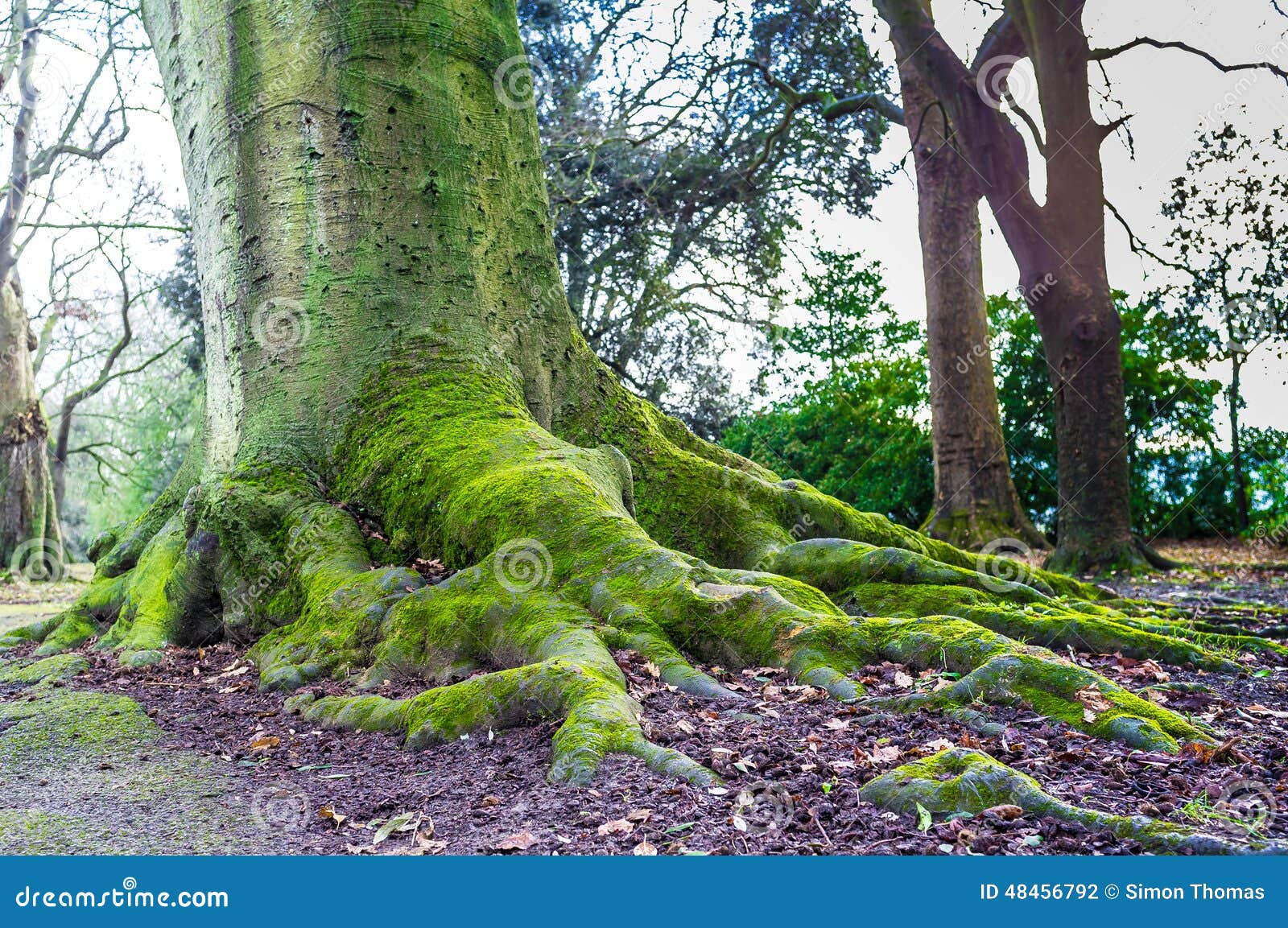 Tree Roots stock photo. Image of tree, moss, large, giant - 48456792
