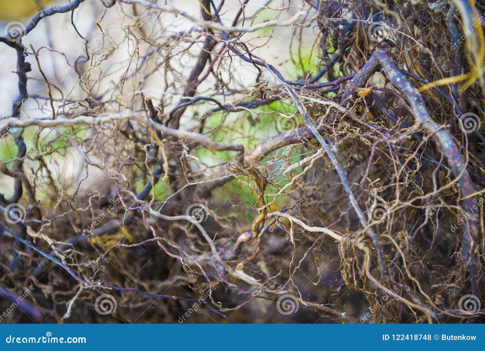 Tree roots very small stock photo. Image of summer, abstract - 122418748