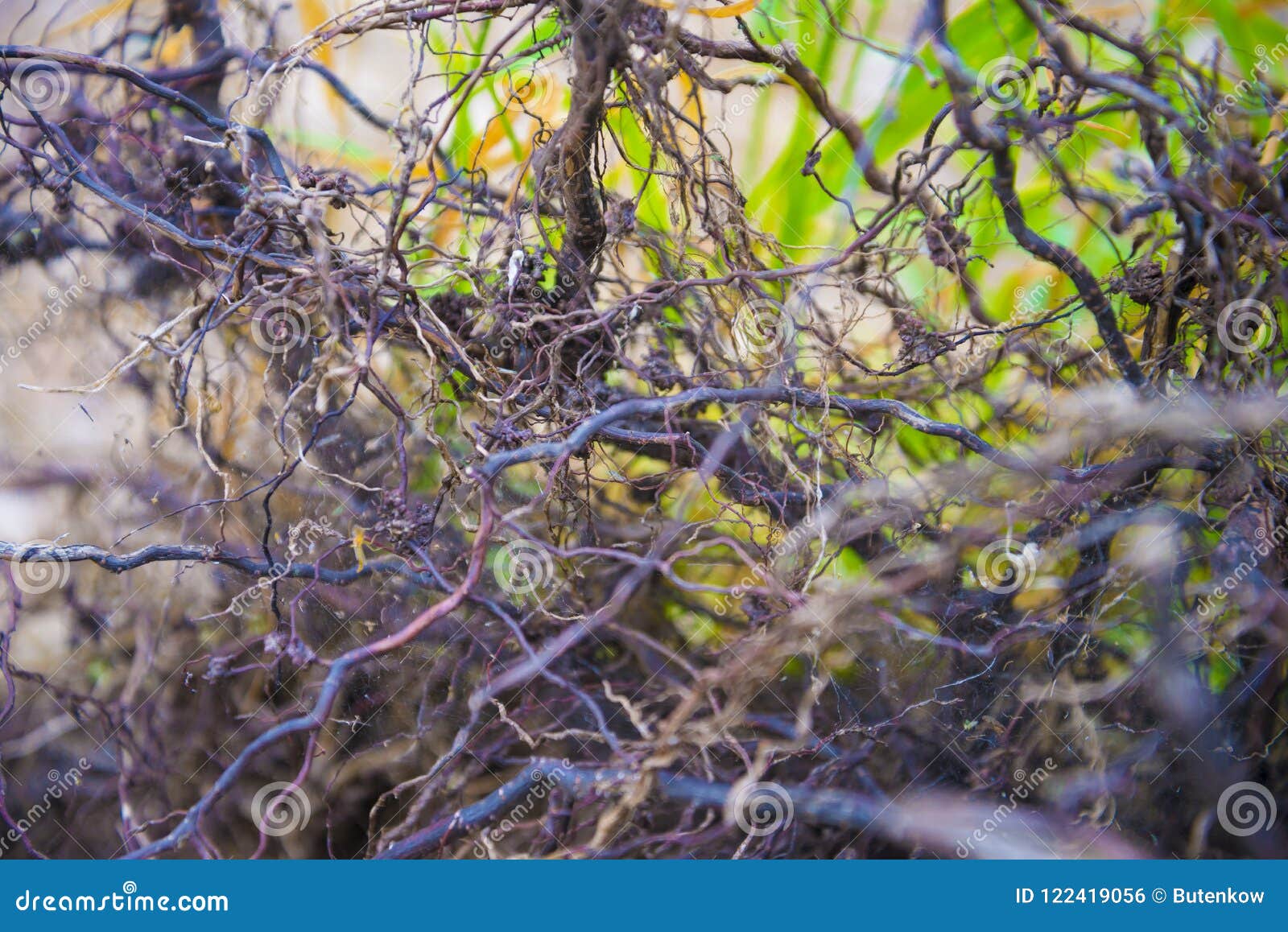 Tree roots very small stock photo. Image of concept - 122419056