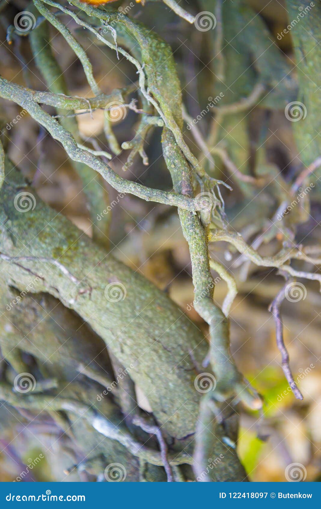 Tree roots very small stock image. Image of natural - 122418097