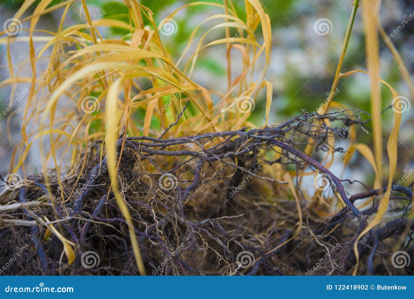 Tree roots very small stock photo. Image of soil, roots - 122418902