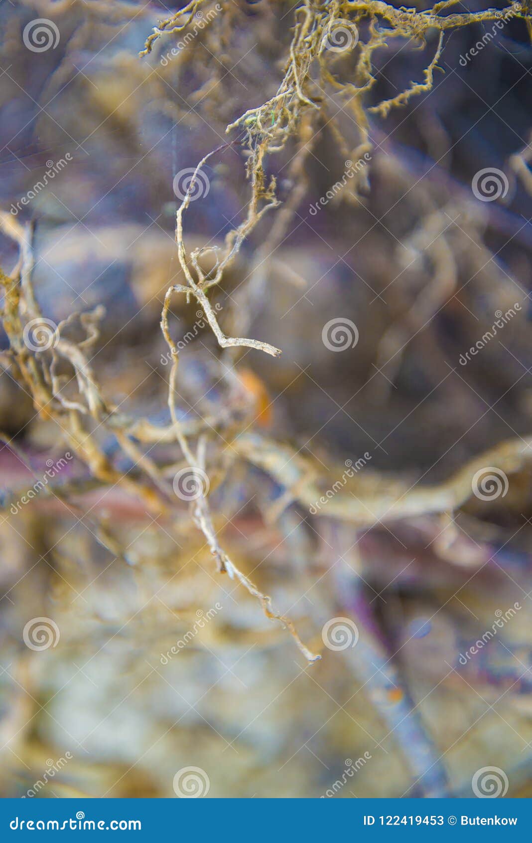 Tree roots very small stock image. Image of plant, summer - 122419453
