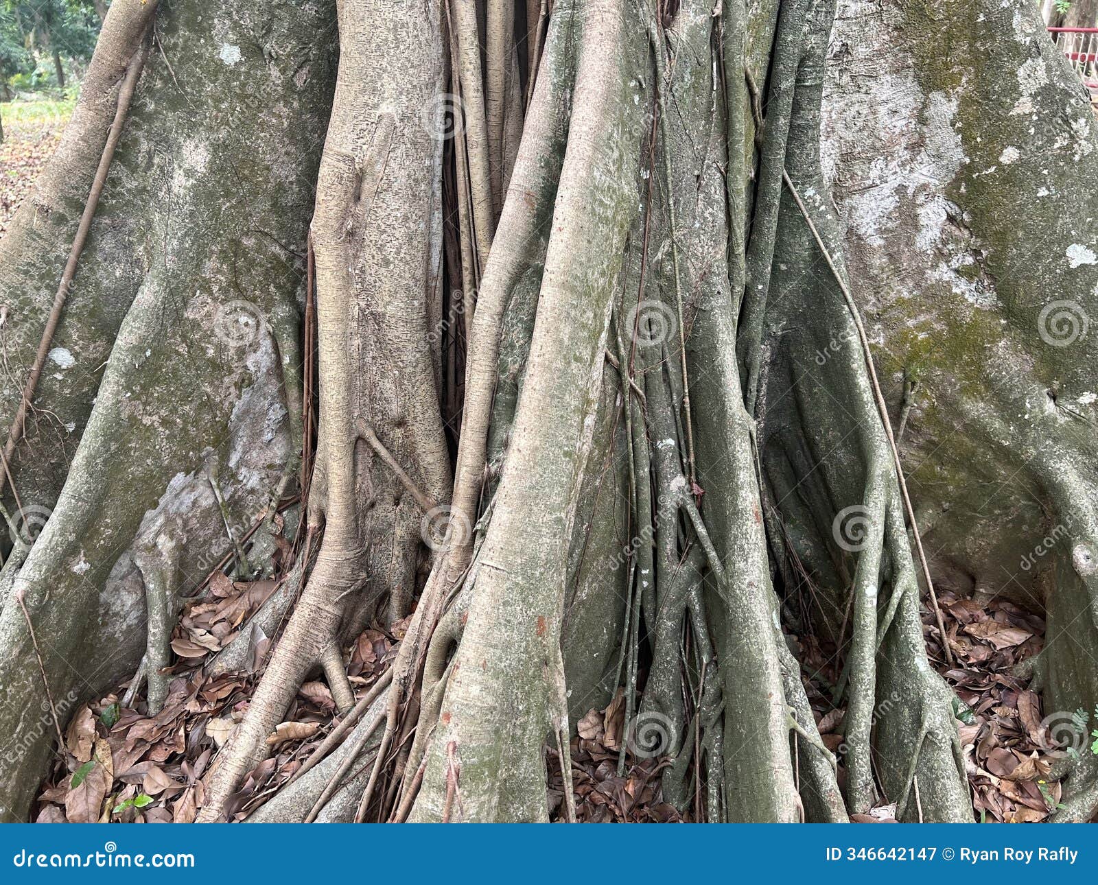 The Tree Roots are Very Strong Stock Image - Image of forest, roots: 346642147