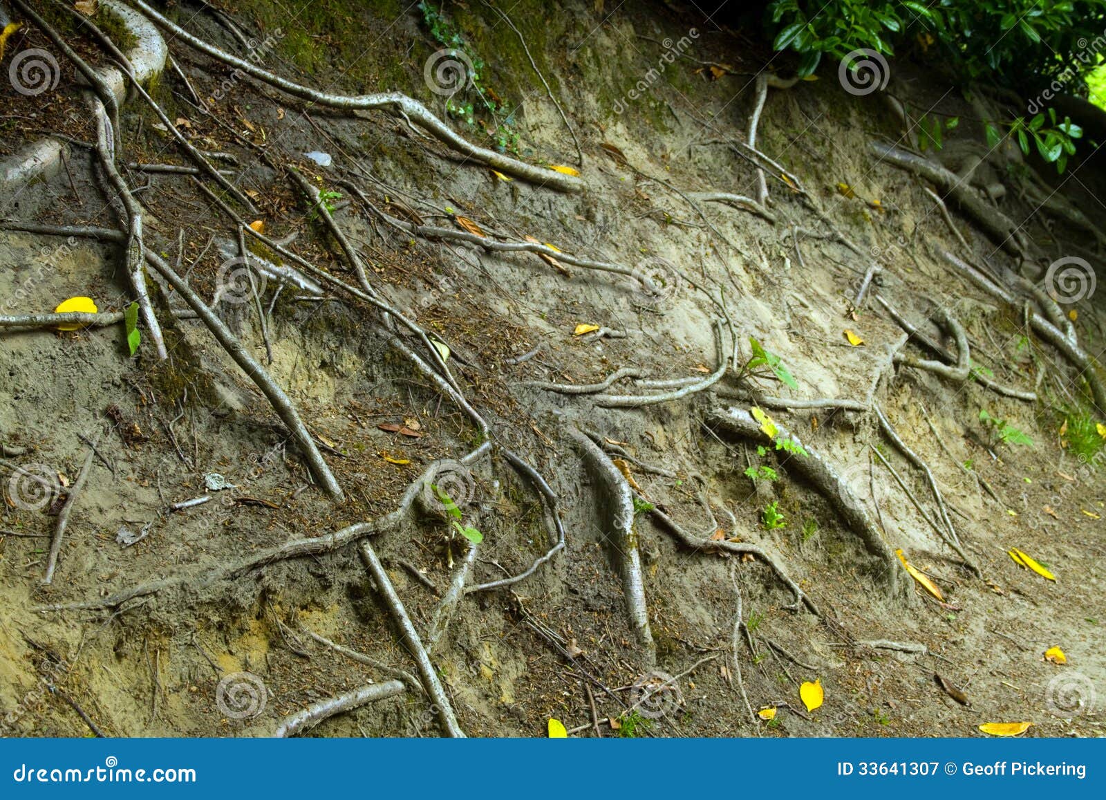 Tree Roots stock image. Image of hill, plant, ground - 33641307