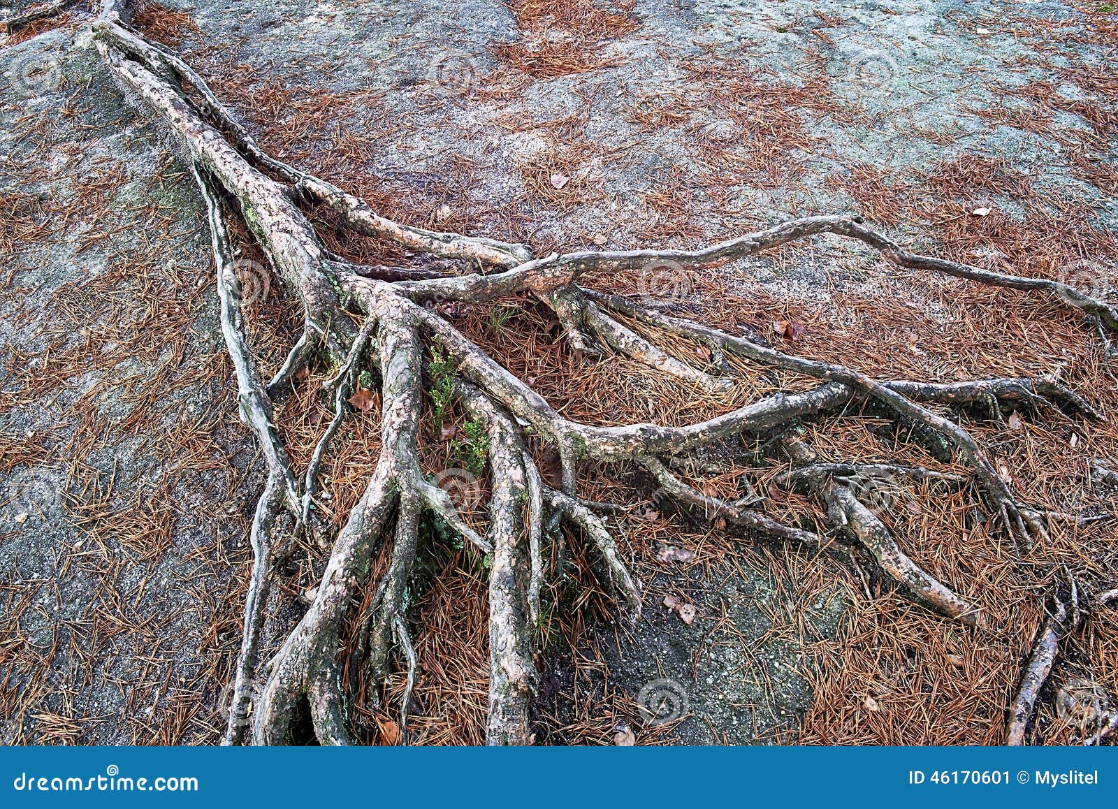 Tree roots stock image. Image of outdoor, cool, plant - 46170601