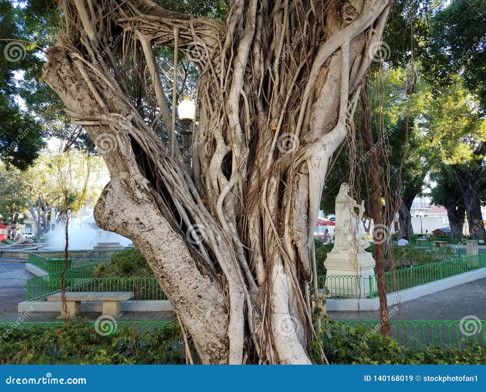 Tree with Roots and Vines in Ponce, Puerto Rico Stock Image - Image of ...