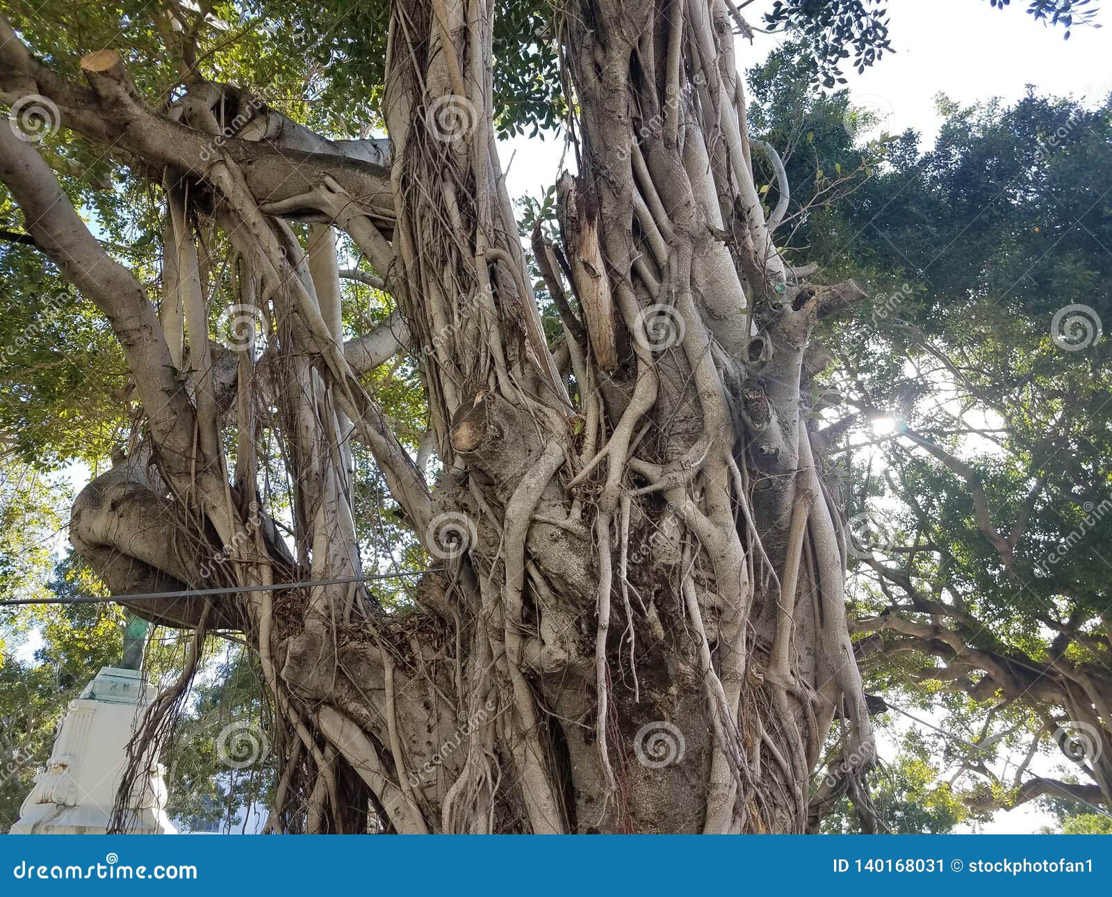Tree with Roots and Vines in Ponce, Puerto Rico Stock Image - Image of ...