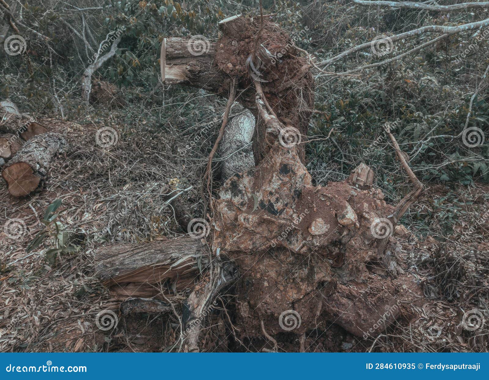 Tree Roots Visible on a Fallen Tree Stock Image - Image of woodland ...