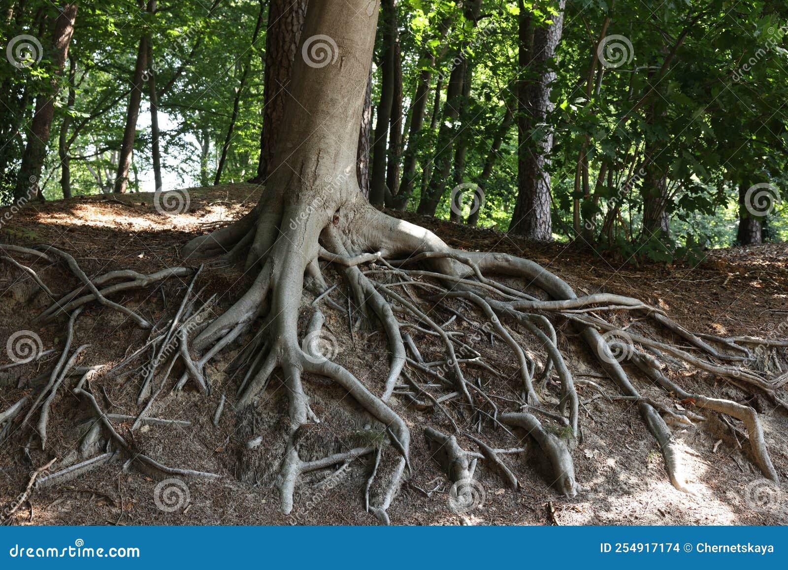Tree Roots Visible through Ground in Forest Stock Photo - Image of ...
