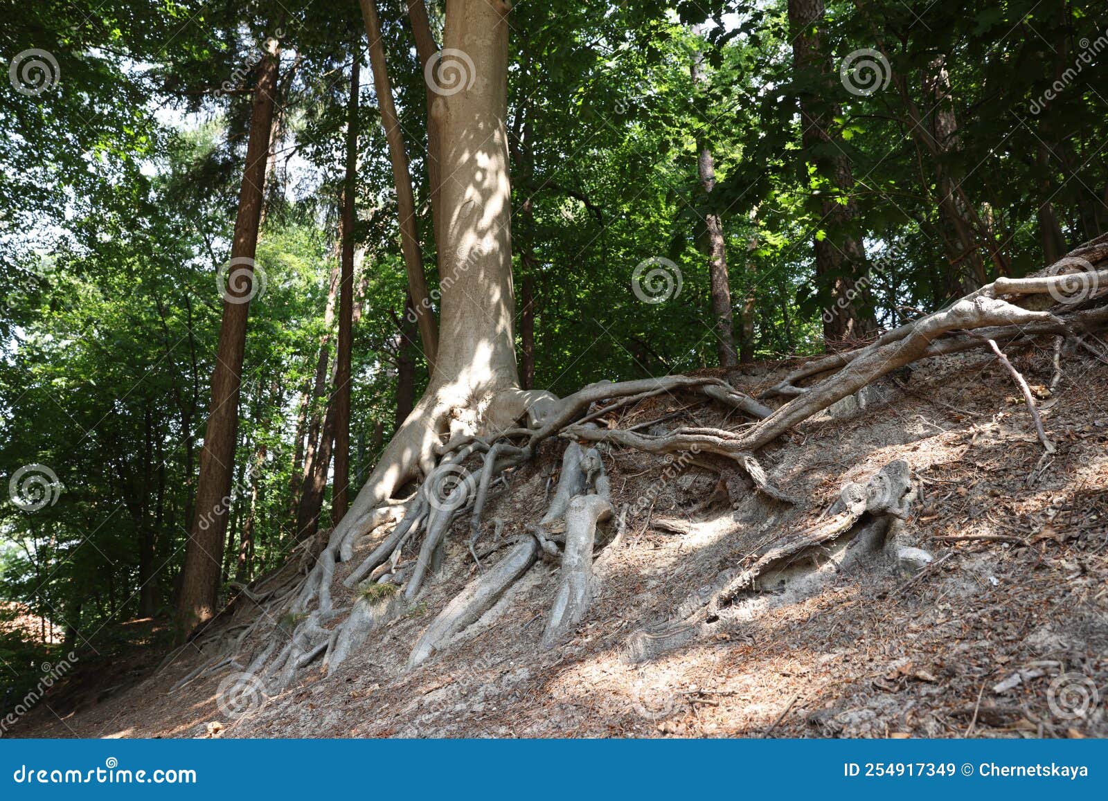 Tree Roots Visible through Ground in Forest Stock Image - Image of ...