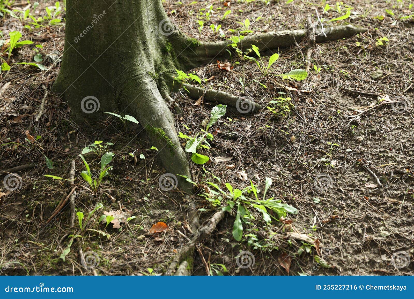 Tree Roots Visible through Ground in Forest Stock Photo - Image of ...