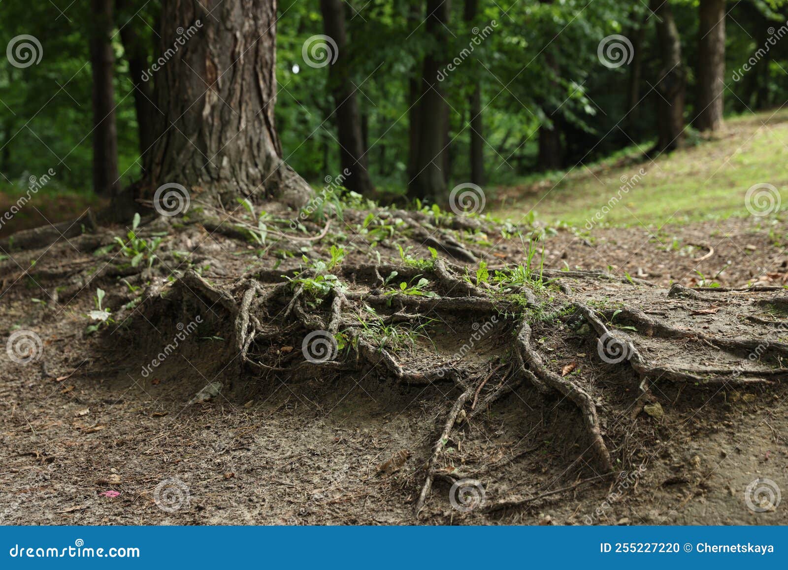 Tree Roots Visible through Ground in Forest Stock Photo - Image of ...