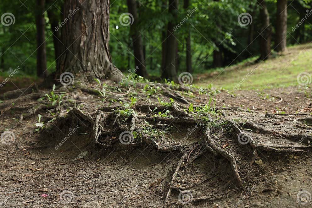 Tree Roots Visible through Ground in Forest Stock Photo - Image of ...