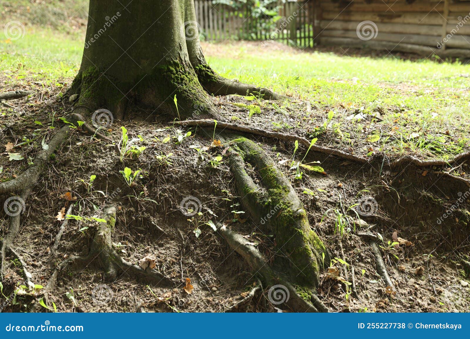 Tree Roots Visible through Ground in Forest Stock Photo - Image of ...