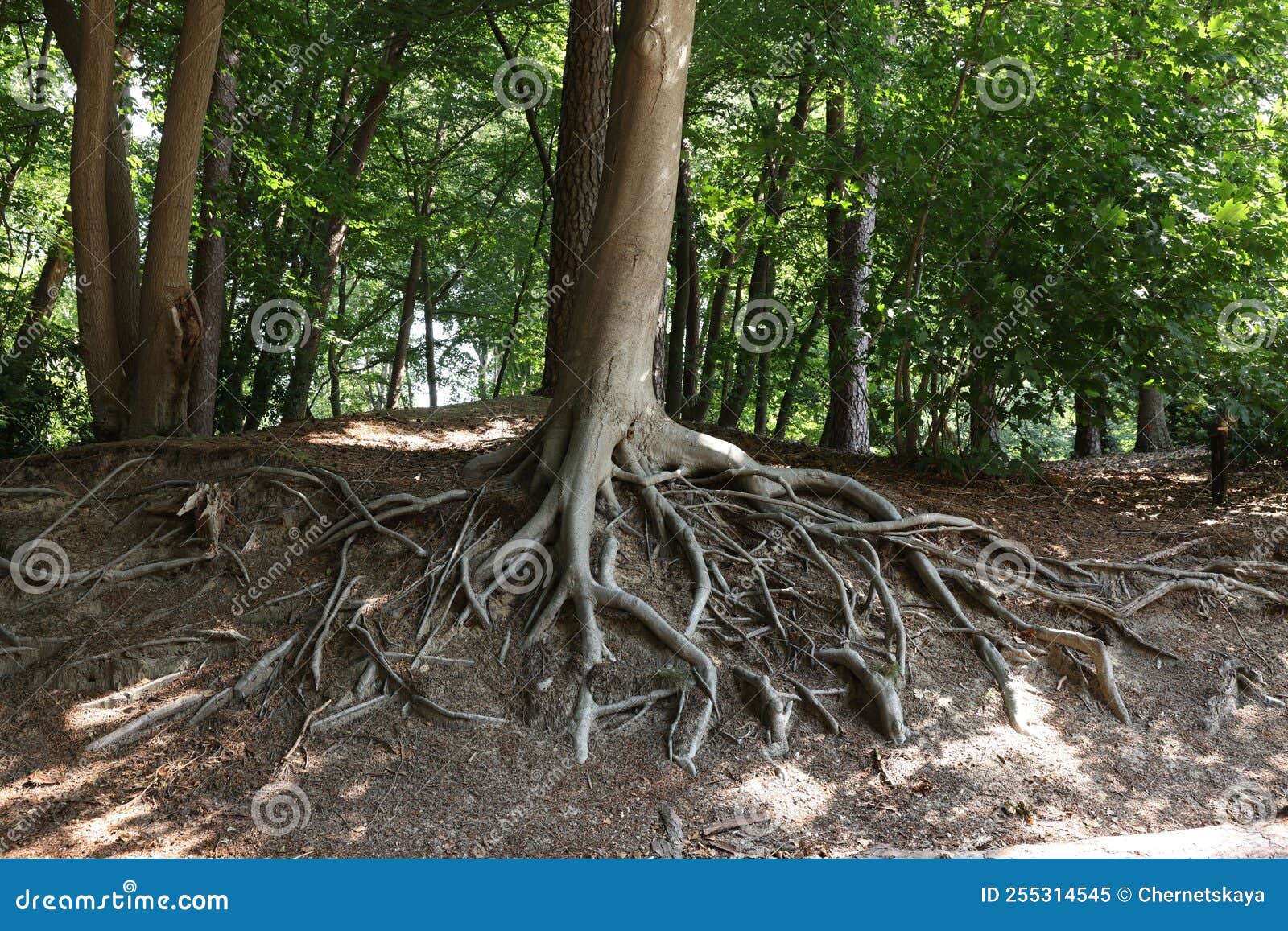 Tree Roots Visible through Ground in Forest Stock Image - Image of ...
