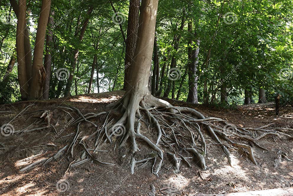 Tree Roots Visible through Ground in Forest Stock Image - Image of ...