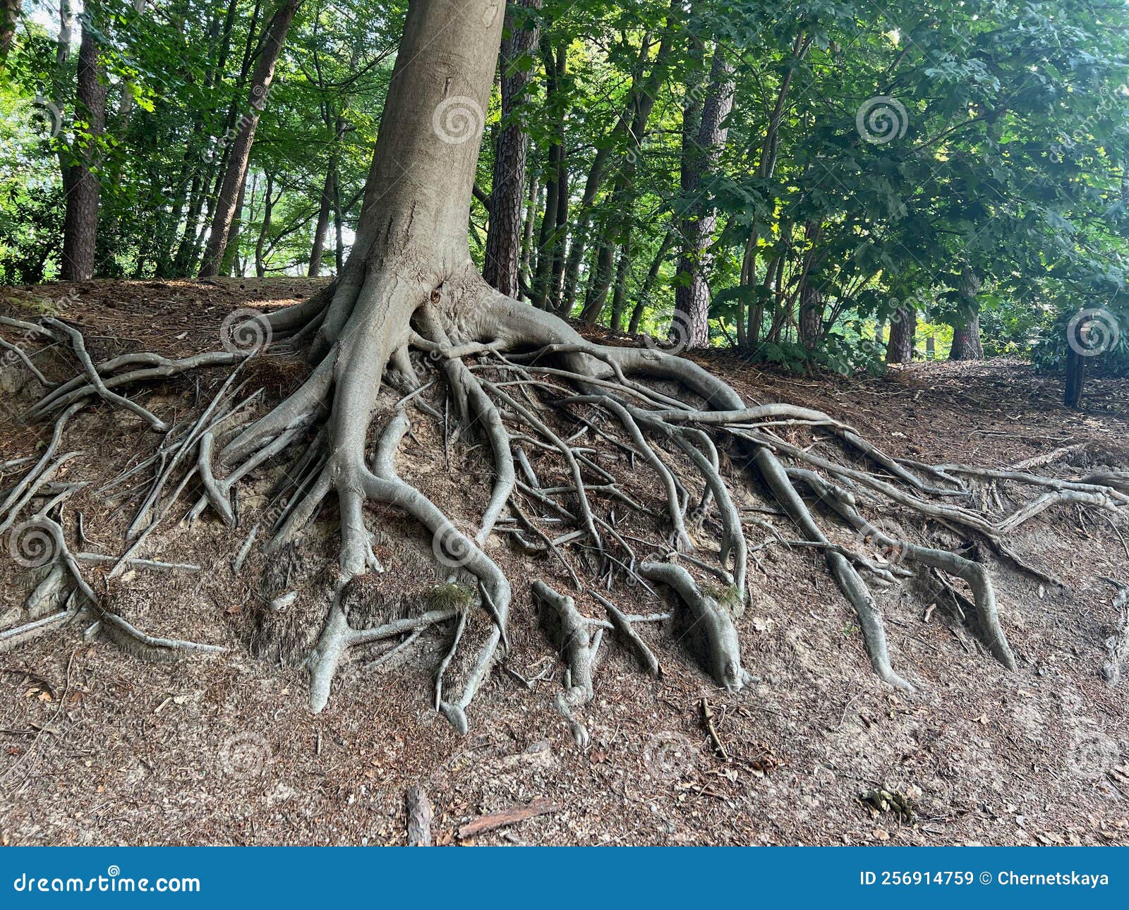 Tree Roots Visible through Ground in Forest Stock Image - Image of ...