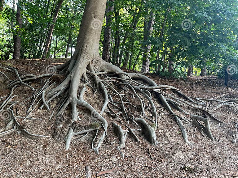 Tree Roots Visible through Ground in Forest Stock Image - Image of ...