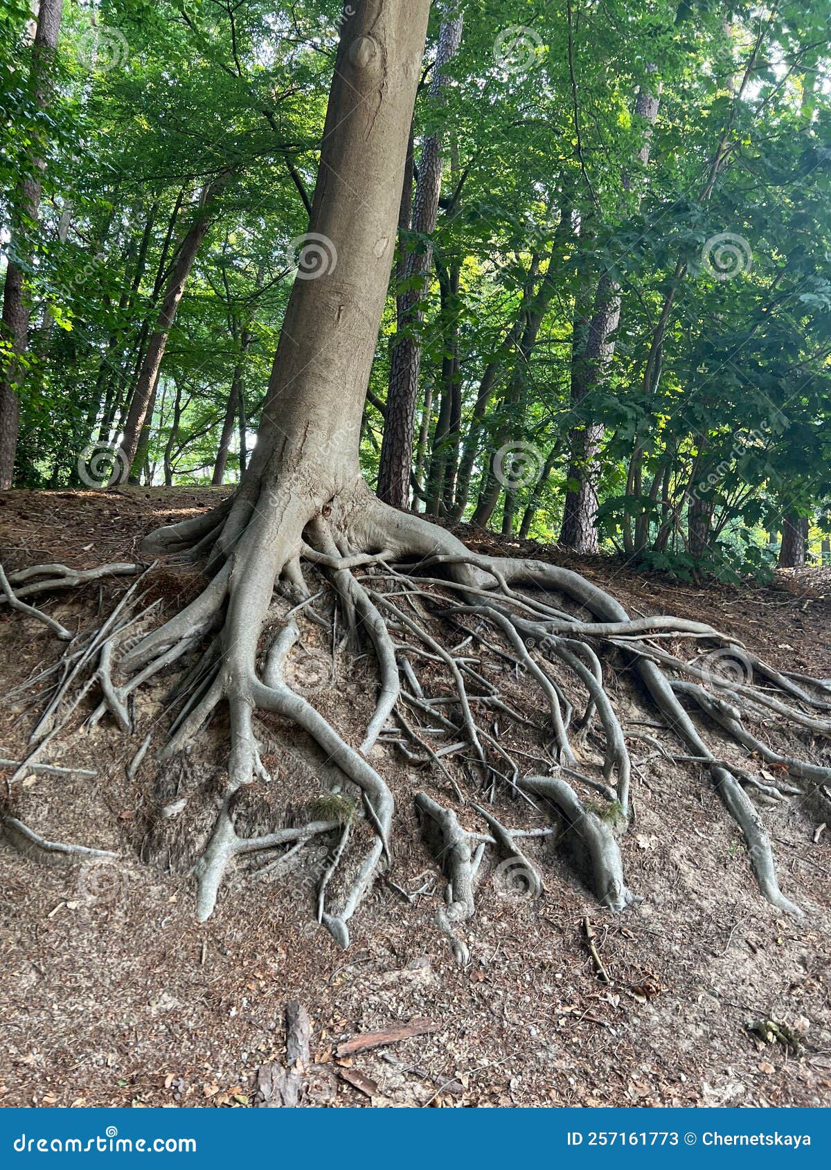 Tree Roots Visible through Ground in Forest Stock Image - Image of ...