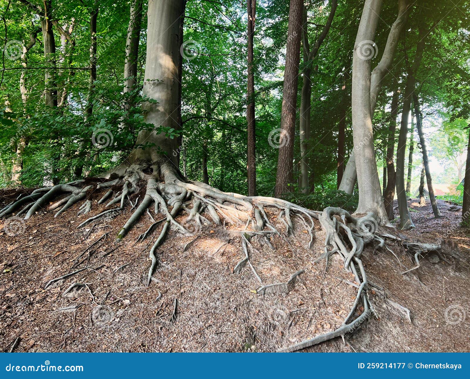 Tree Roots Visible through Ground in Forest Stock Image - Image of ...