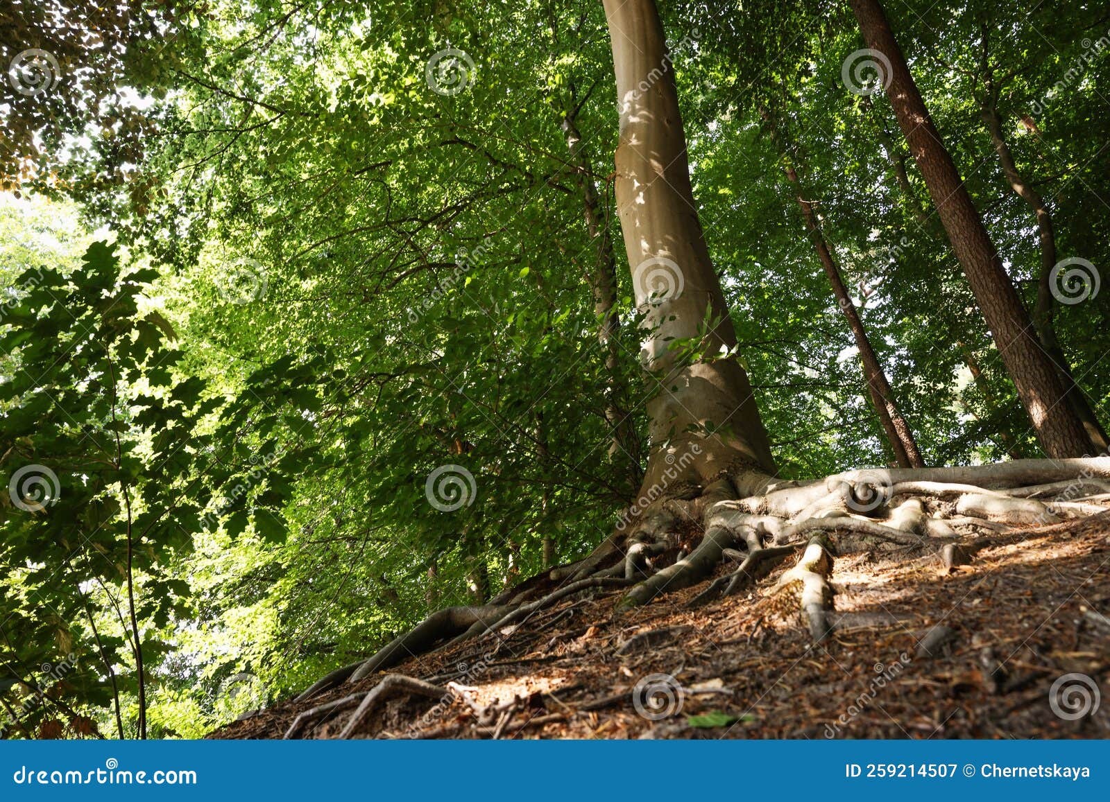 Tree Roots Visible through Ground in Forest Stock Image - Image of ...