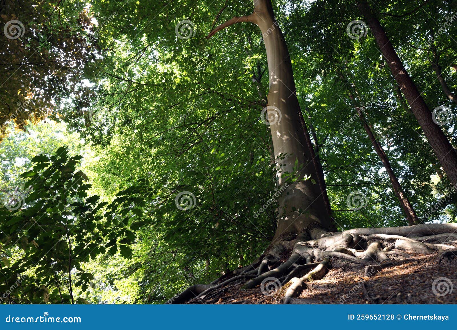 Tree Roots Visible through Ground in Forest Stock Photo - Image of soil ...