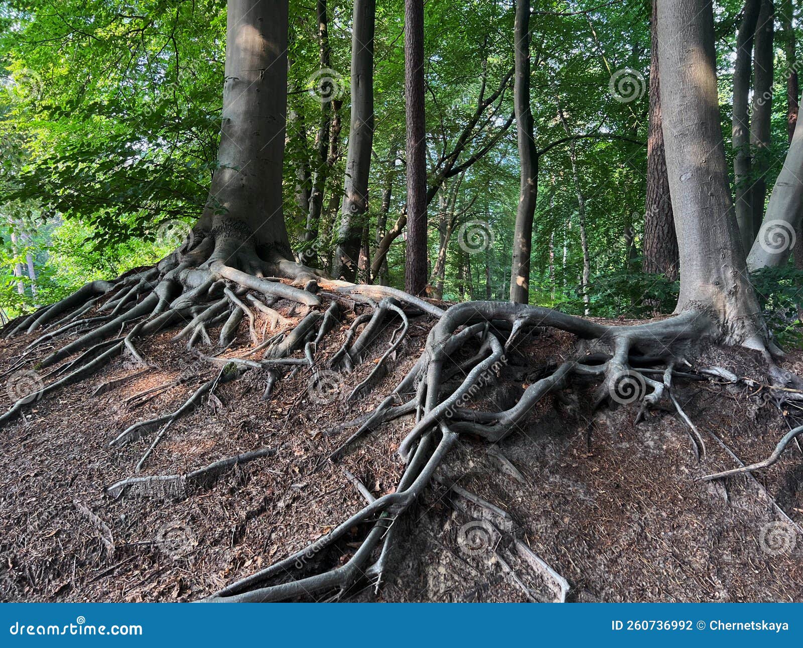 Tree Roots Visible through Ground in Forest Stock Photo - Image of root ...
