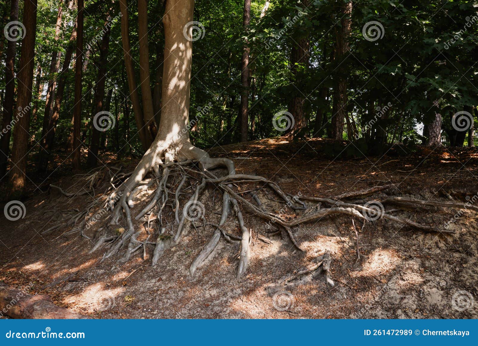 Tree Roots Visible through Ground in Forest Stock Image - Image of ...