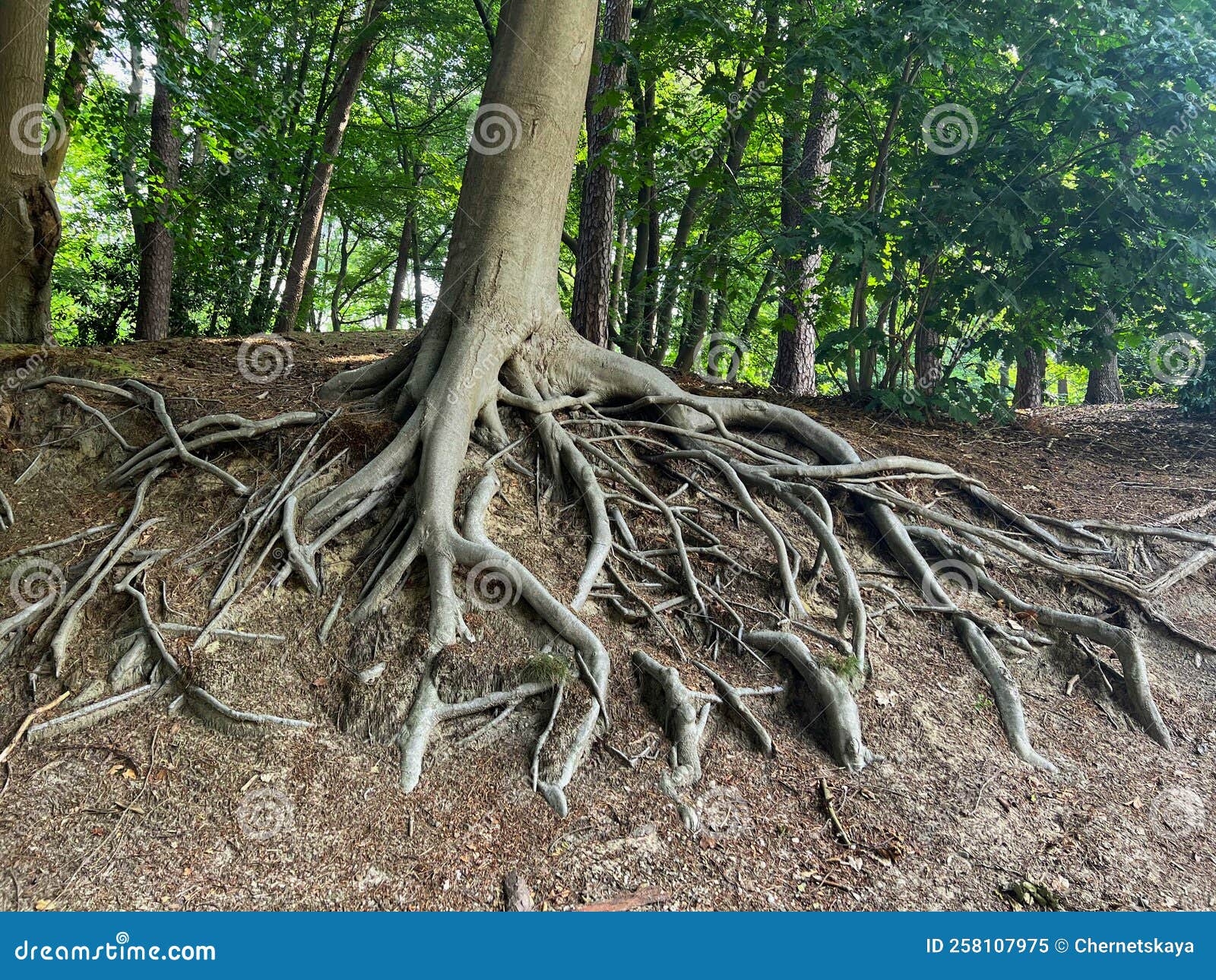Tree Roots Visible through Ground in Forest Stock Image - Image of ...