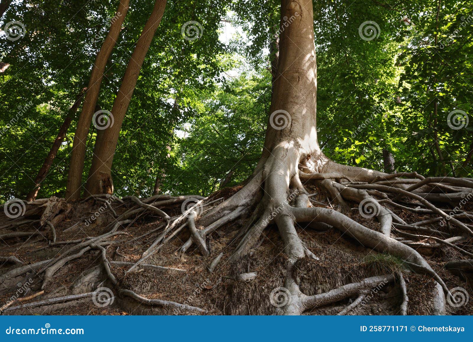 Tree Roots Visible through Ground in Forest Stock Image - Image of ...