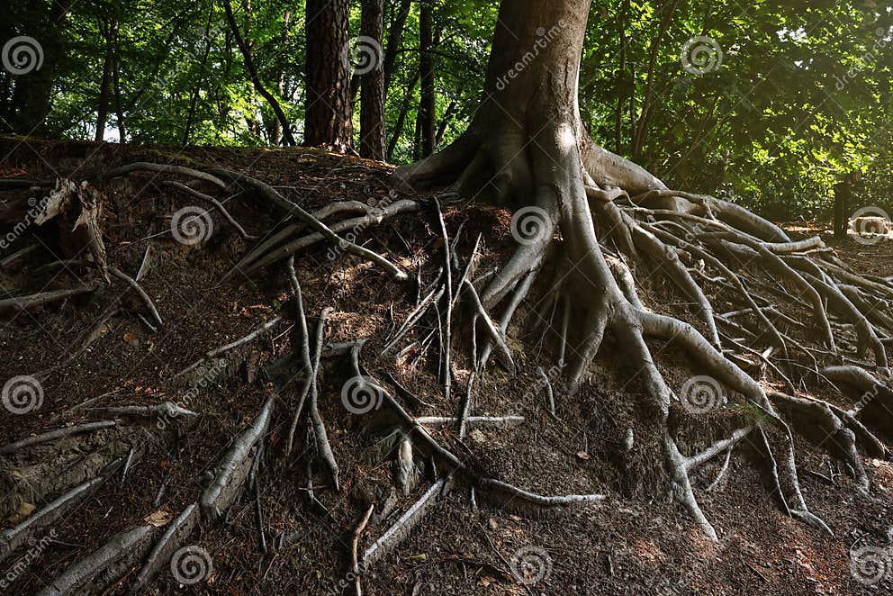 Tree Roots Visible through Ground in Forest Stock Photo - Image of ...