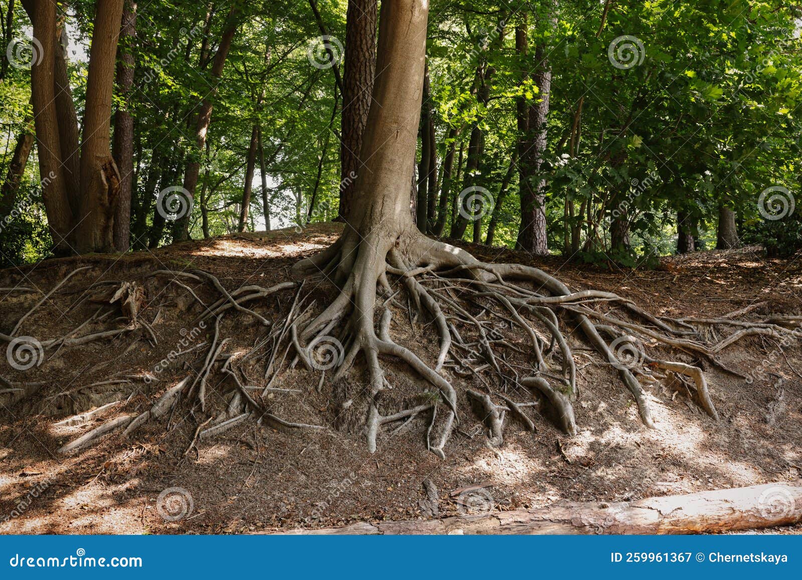 Tree Roots Visible through Ground in Forest Stock Image - Image of soil ...