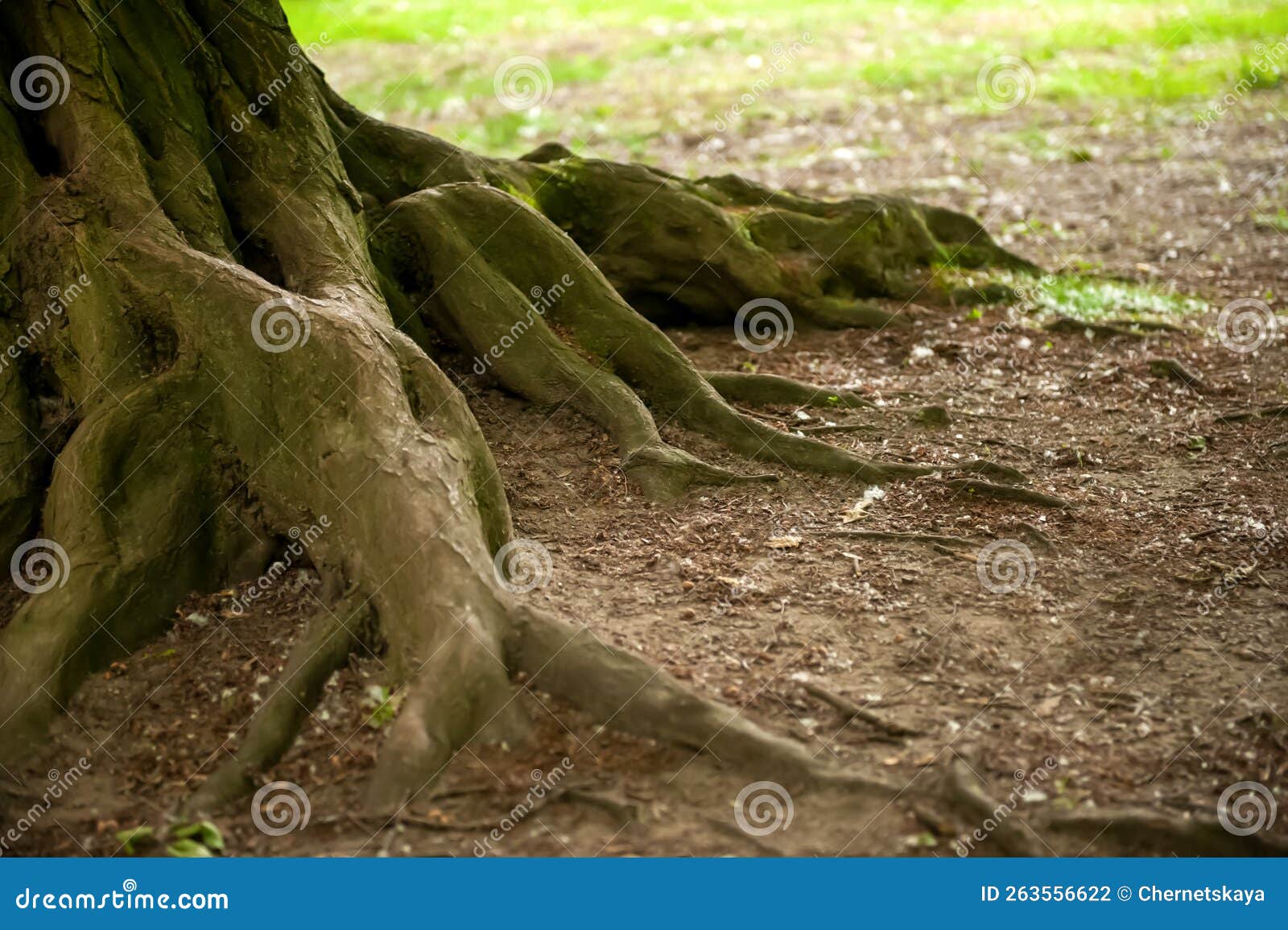 Tree Roots Visible through Soil in Forest Stock Photo - Image of nature ...