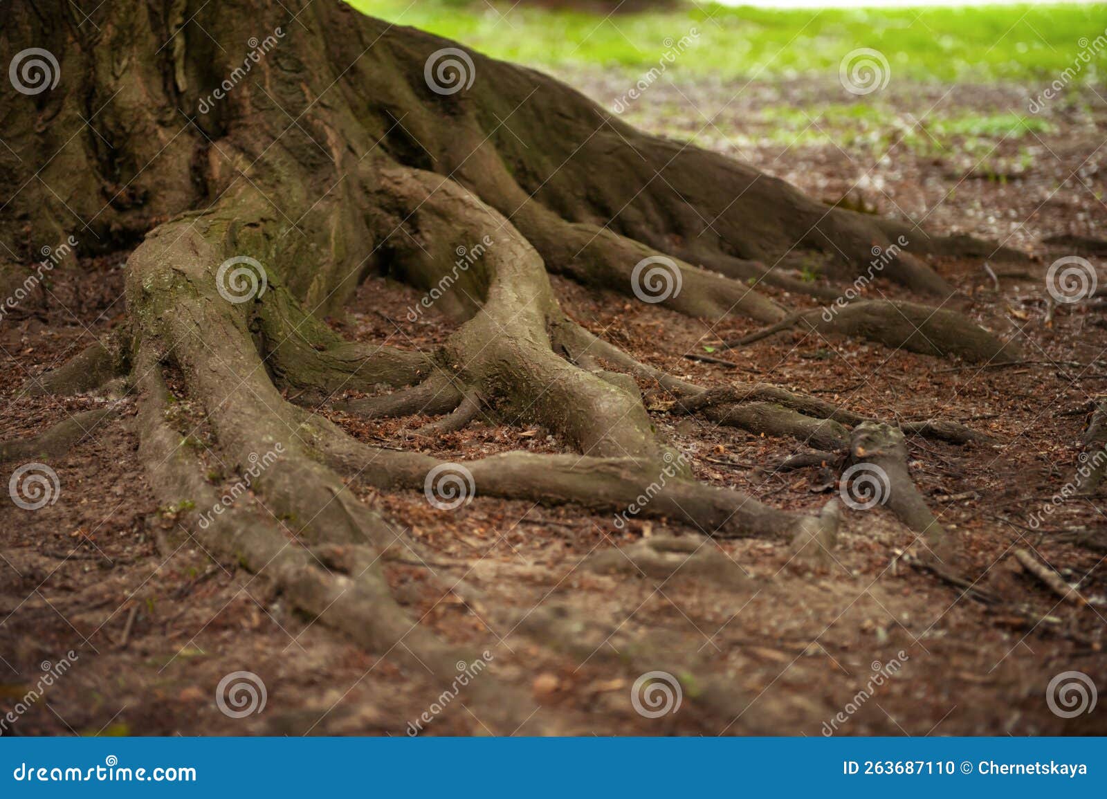Tree Roots Visible through Soil in Forest Stock Photo - Image of growth ...