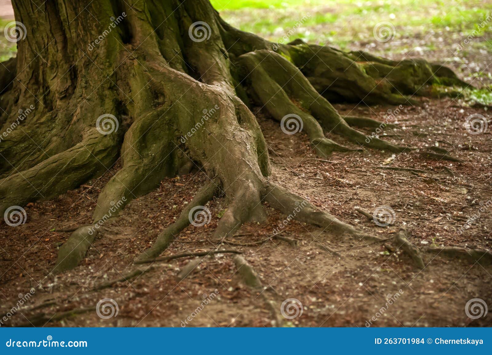Tree Roots Visible through Soil in Forest Stock Photo - Image of ...