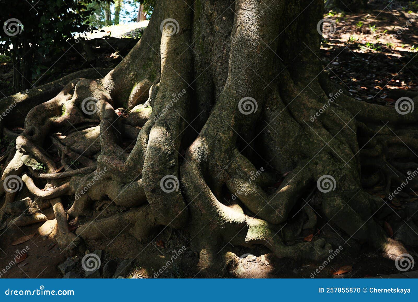 Tree Roots Visible through Soil in Park Stock Photo - Image of natural ...