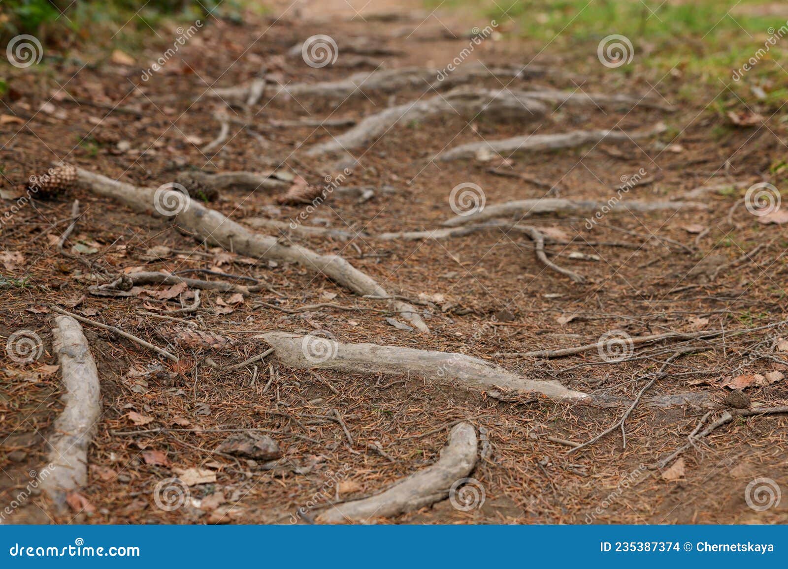 Tree Roots Visible through Soil in Forest Stock Photo - Image of ...