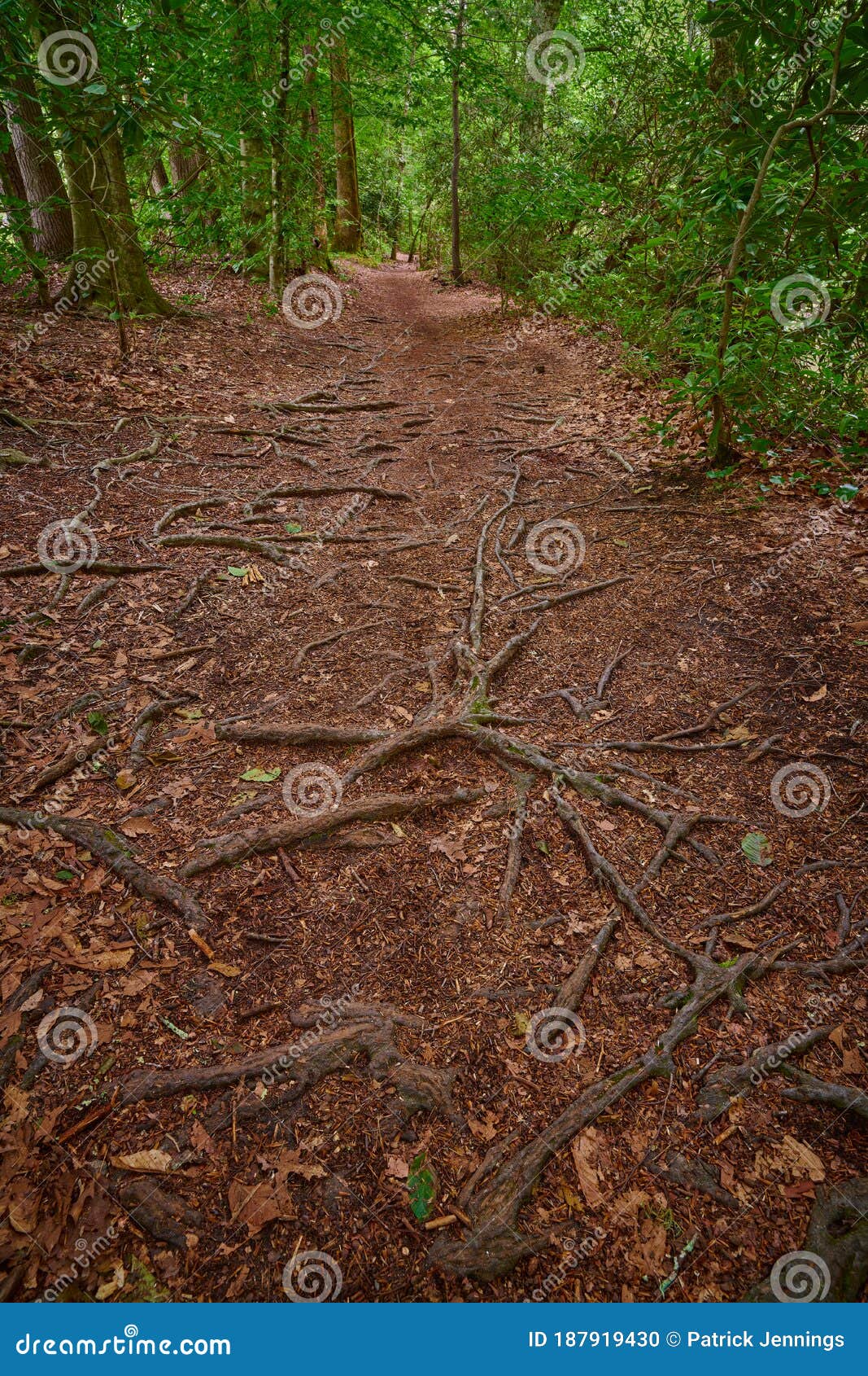 Tree Roots on Walking Path in a Lush Forest Stock Photo - Image of ...