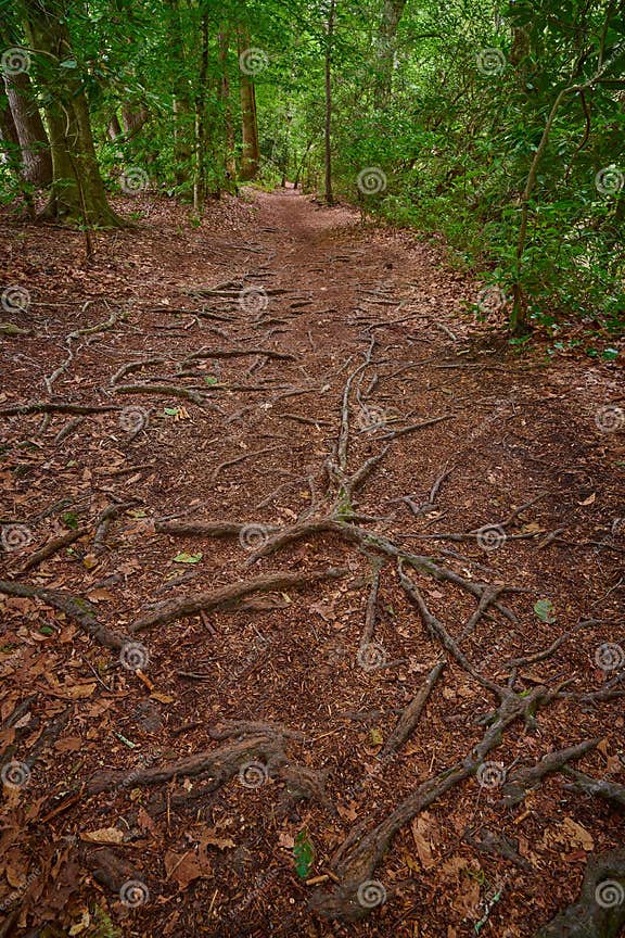Tree Roots on Walking Path in a Lush Forest Stock Photo - Image of ...