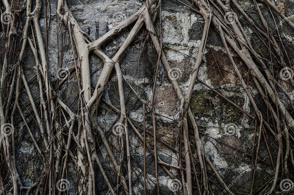 The tree roots on the wall stock image. Image of detail - 120156315