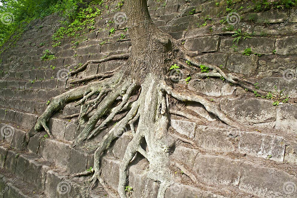Tree roots in the wall stock image. Image of wall, environmental ...